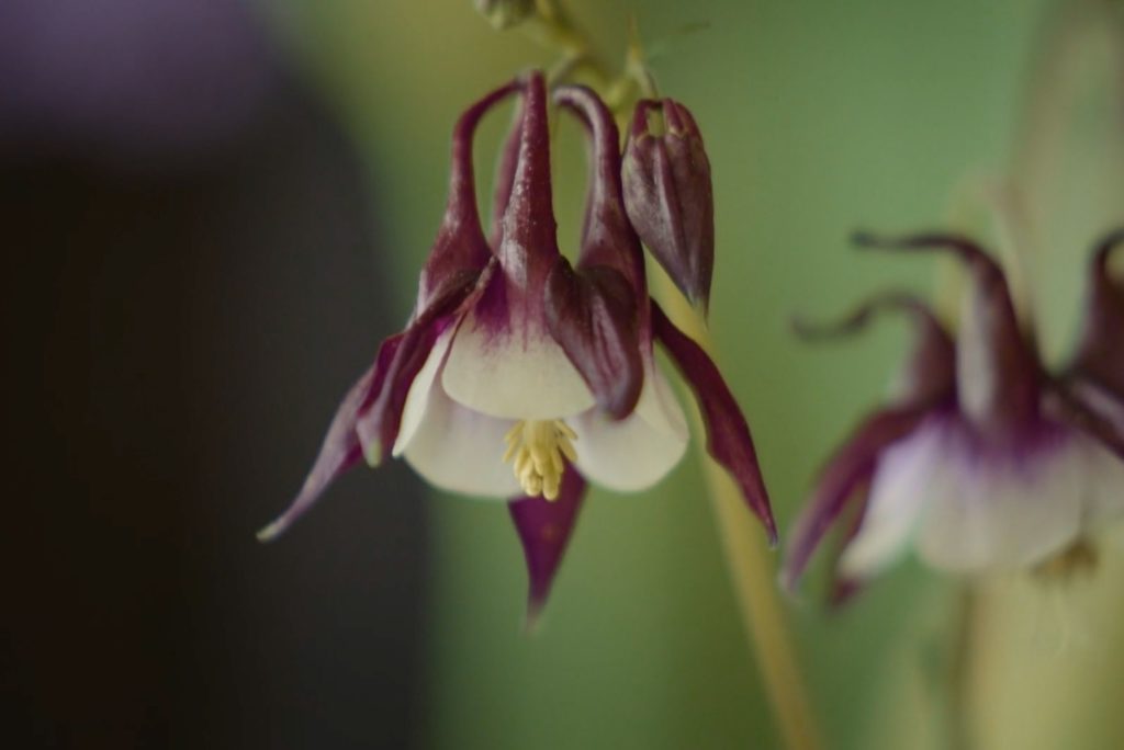 Columbine [New Creation]