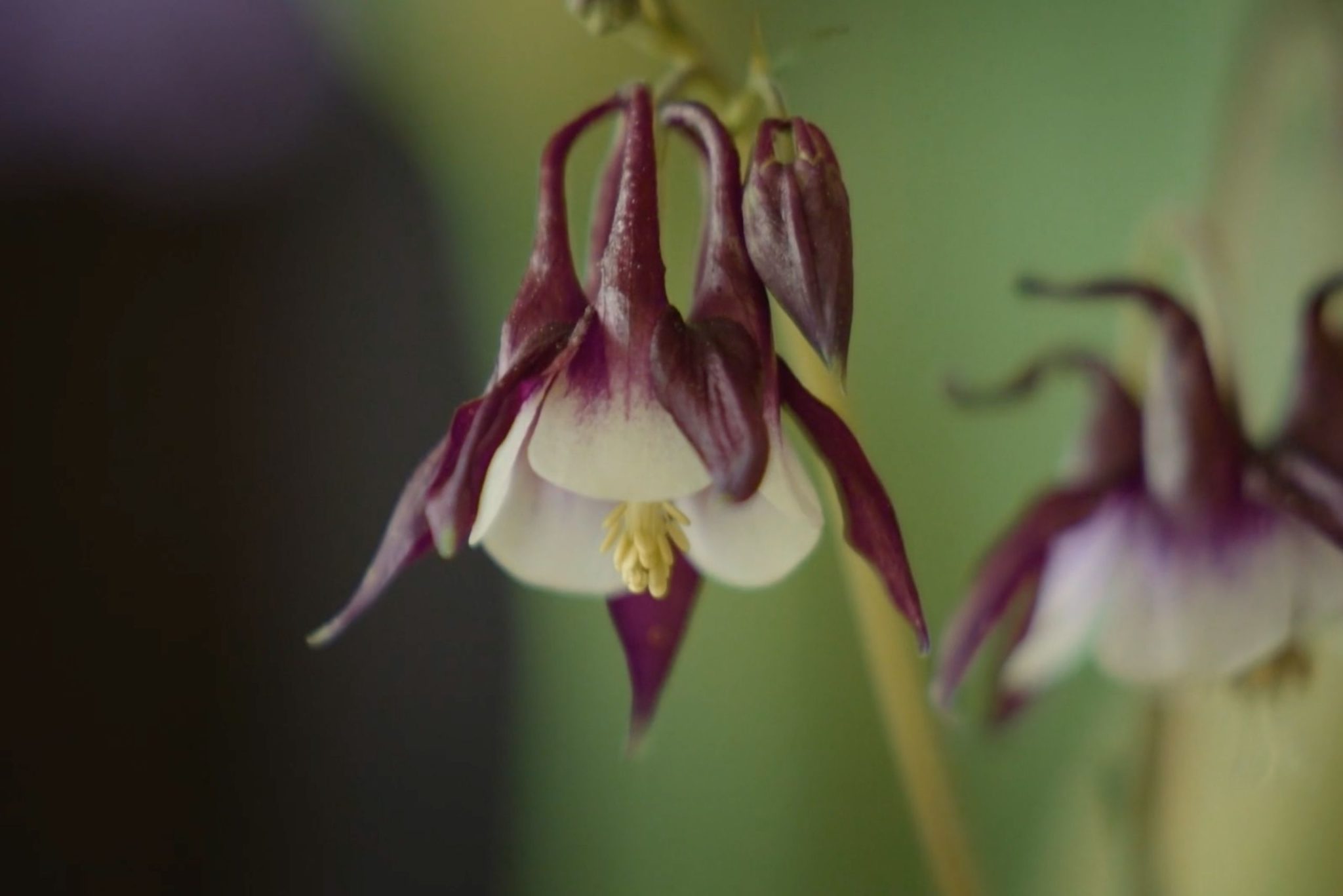 Columbine [New Creation]